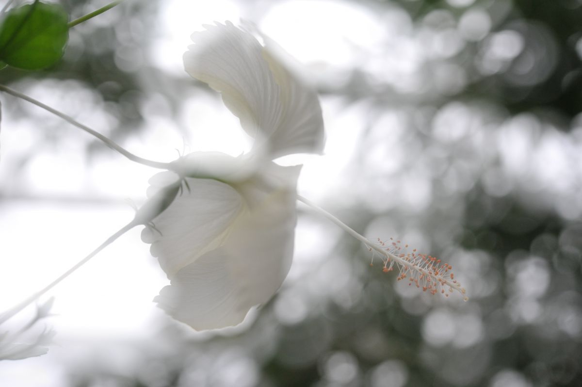 DSC_2053.JPG | GANREF