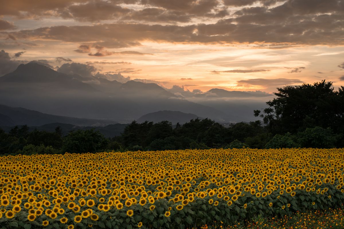 Memory of summer | GANREF