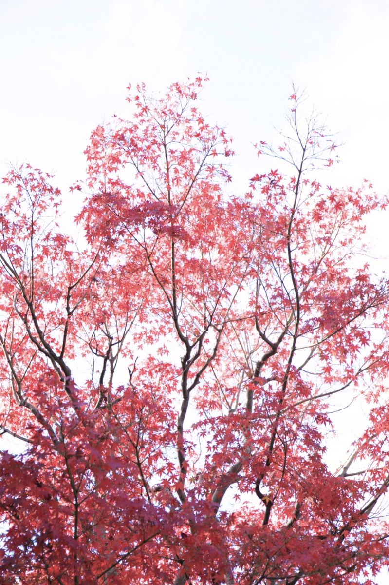 bloody autumn | GANREF