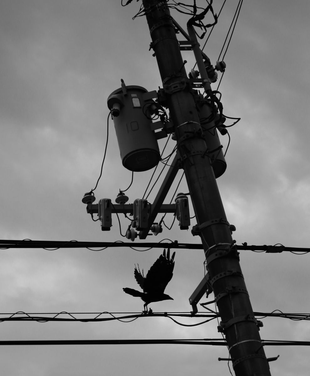 The Crow is flapping its wings... | GANREF