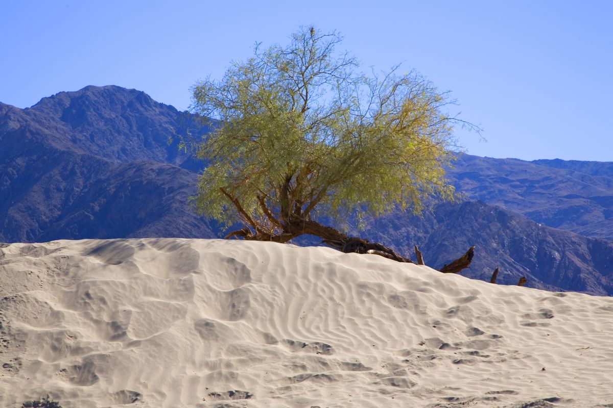 Scene from desert -5 | GANREF