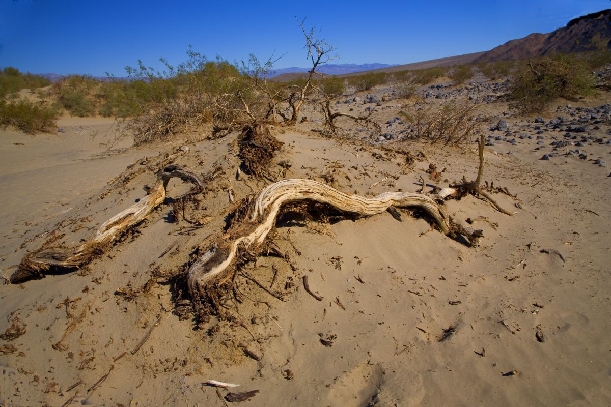 Scene from desert -6 | GANREF