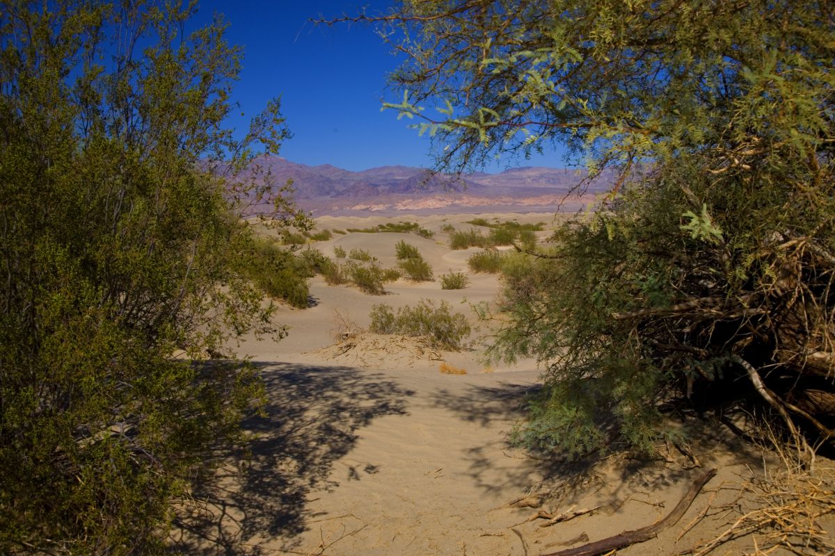 Scene from desert -4 | GANREF