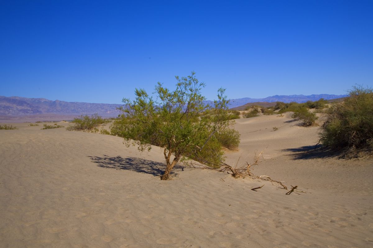 Scene from desert -1 | GANREF