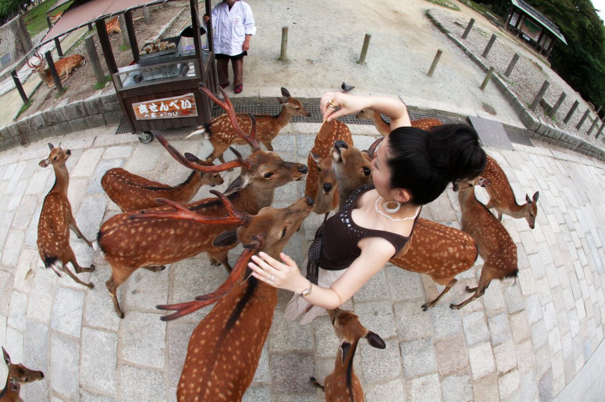 モテモテ | GANREF