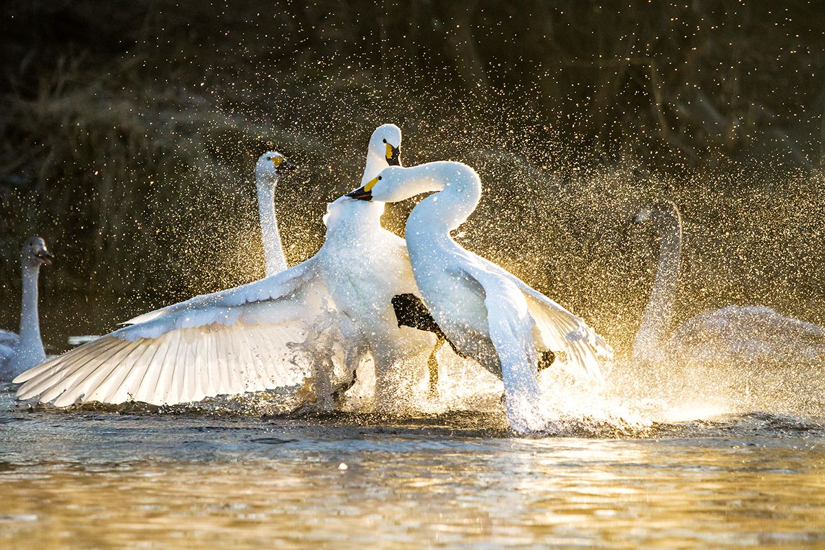 Swan Fight | GANREF