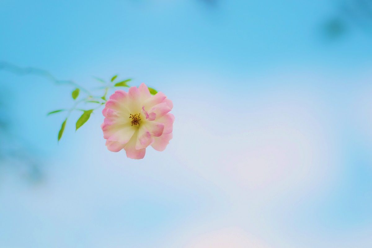 floating rose | GANREF