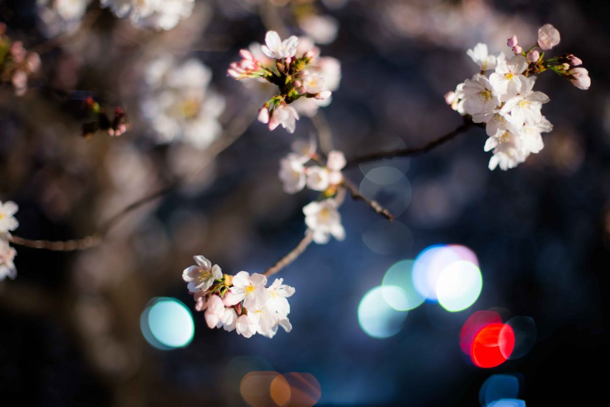 future past | GANREF