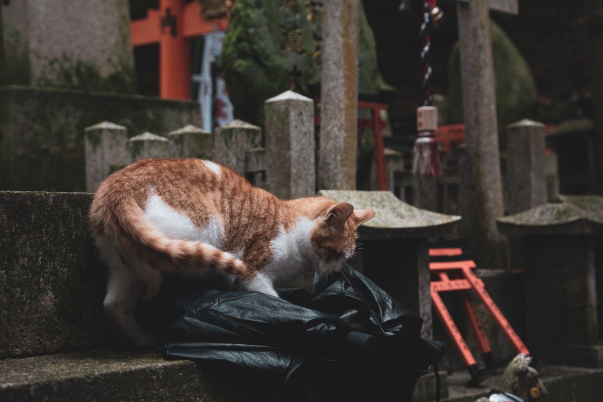 就寝準備 | GANREF