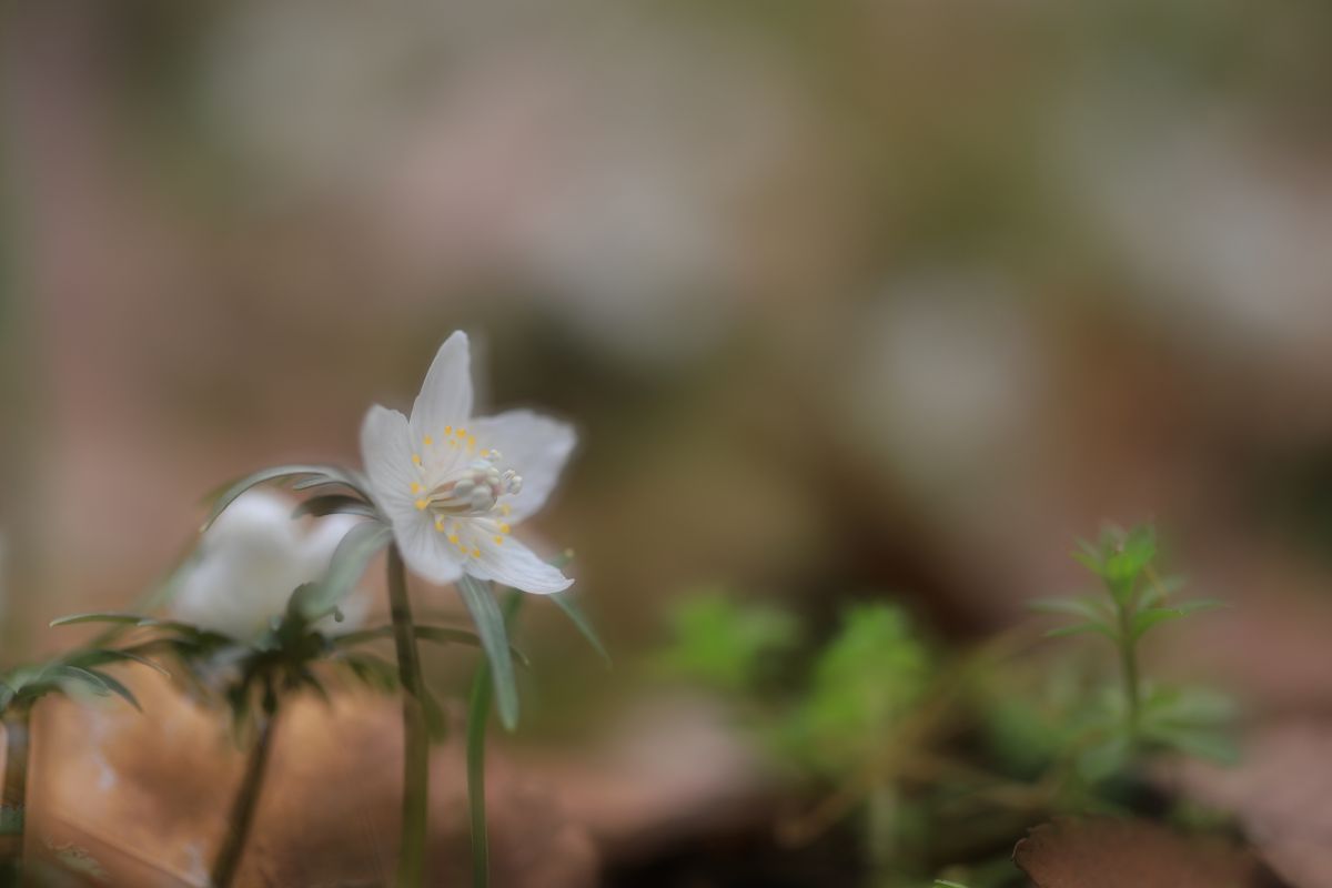 Spring Comes | GANREF