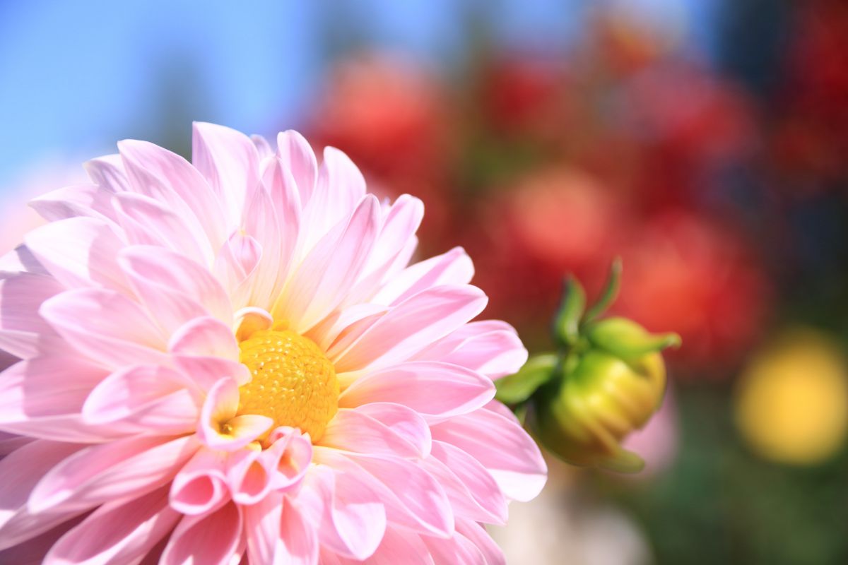 Flower in Flower | GANREF