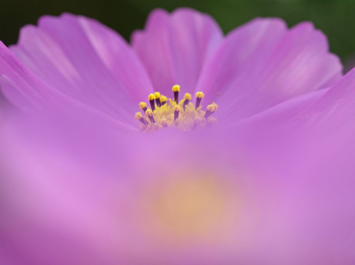 いだかれて | GANREF