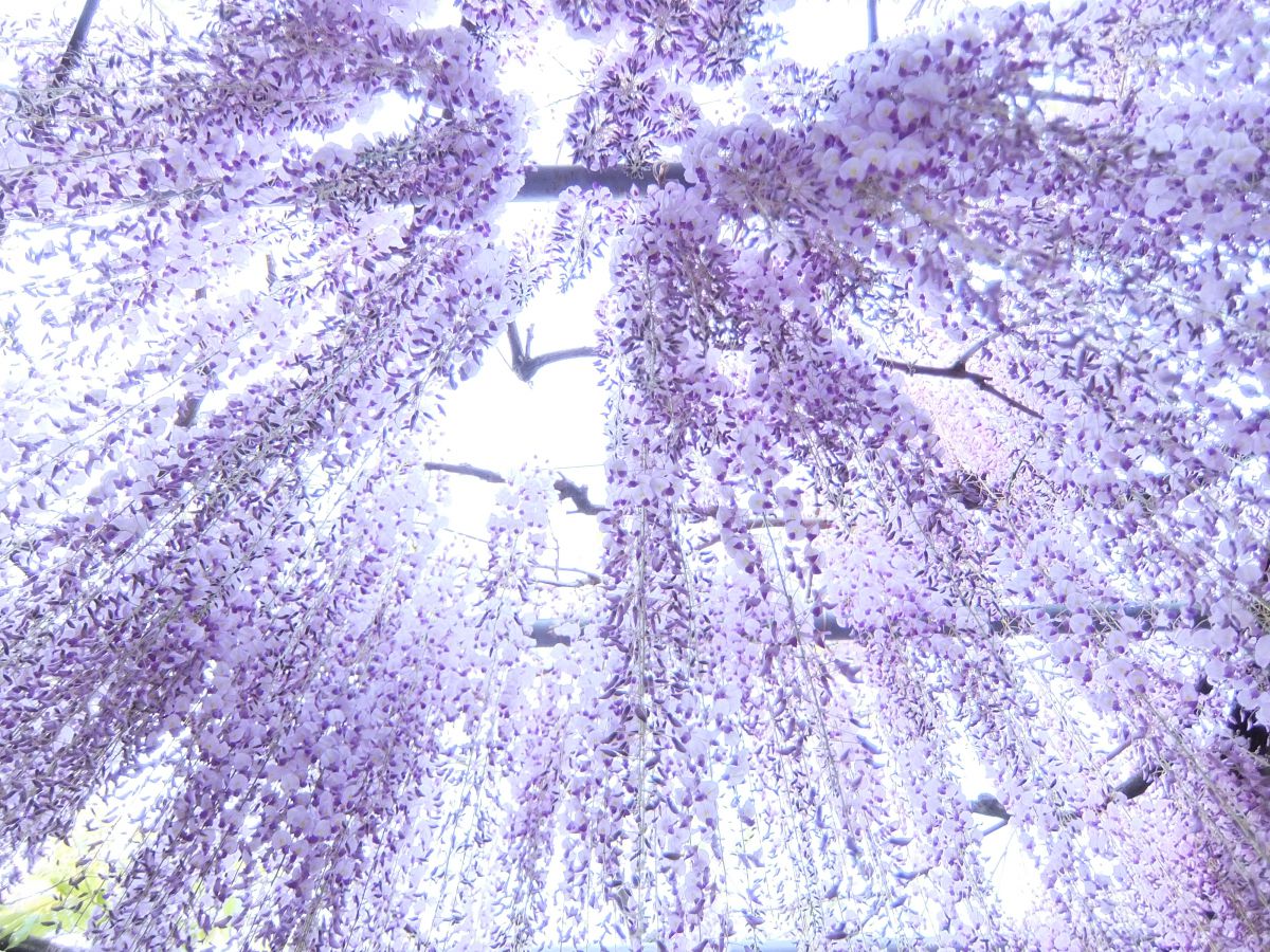 Purple falls | GANREF