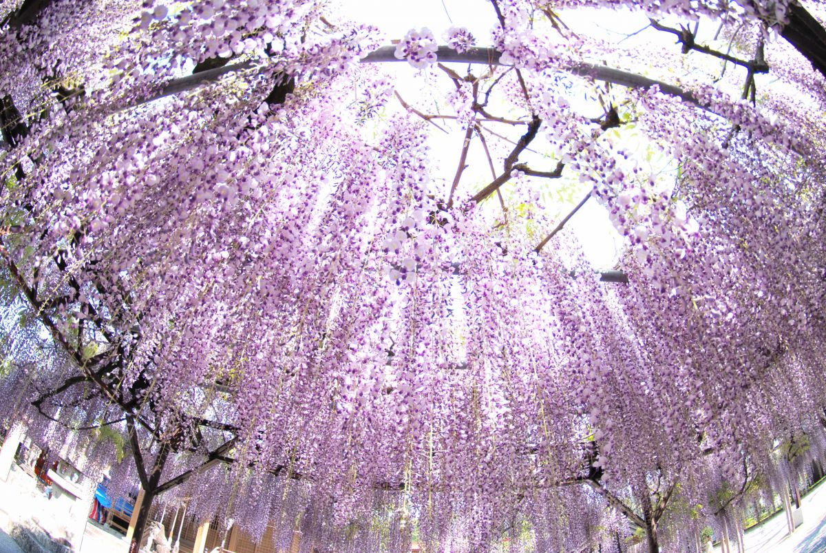 Purple falls #2 | GANREF