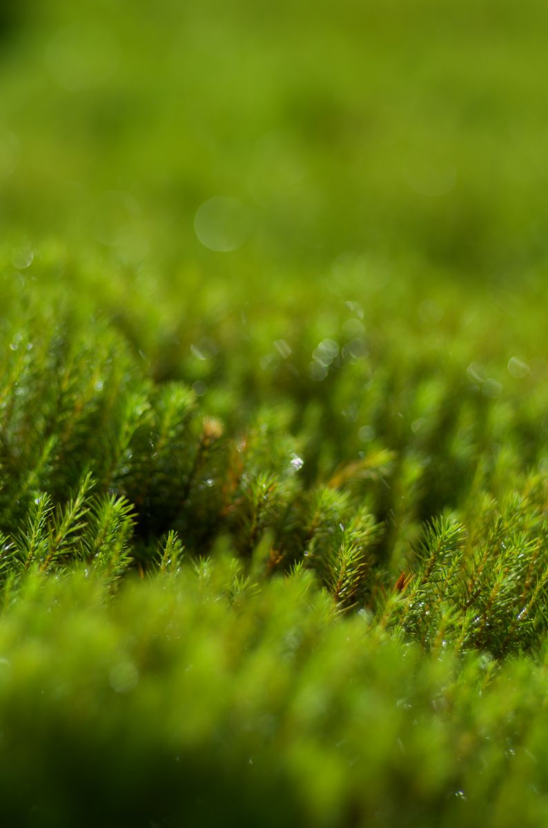 Green Green! | GANREF