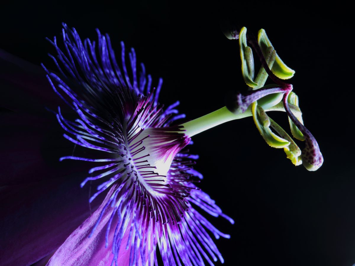 A purple antenna | GANREF