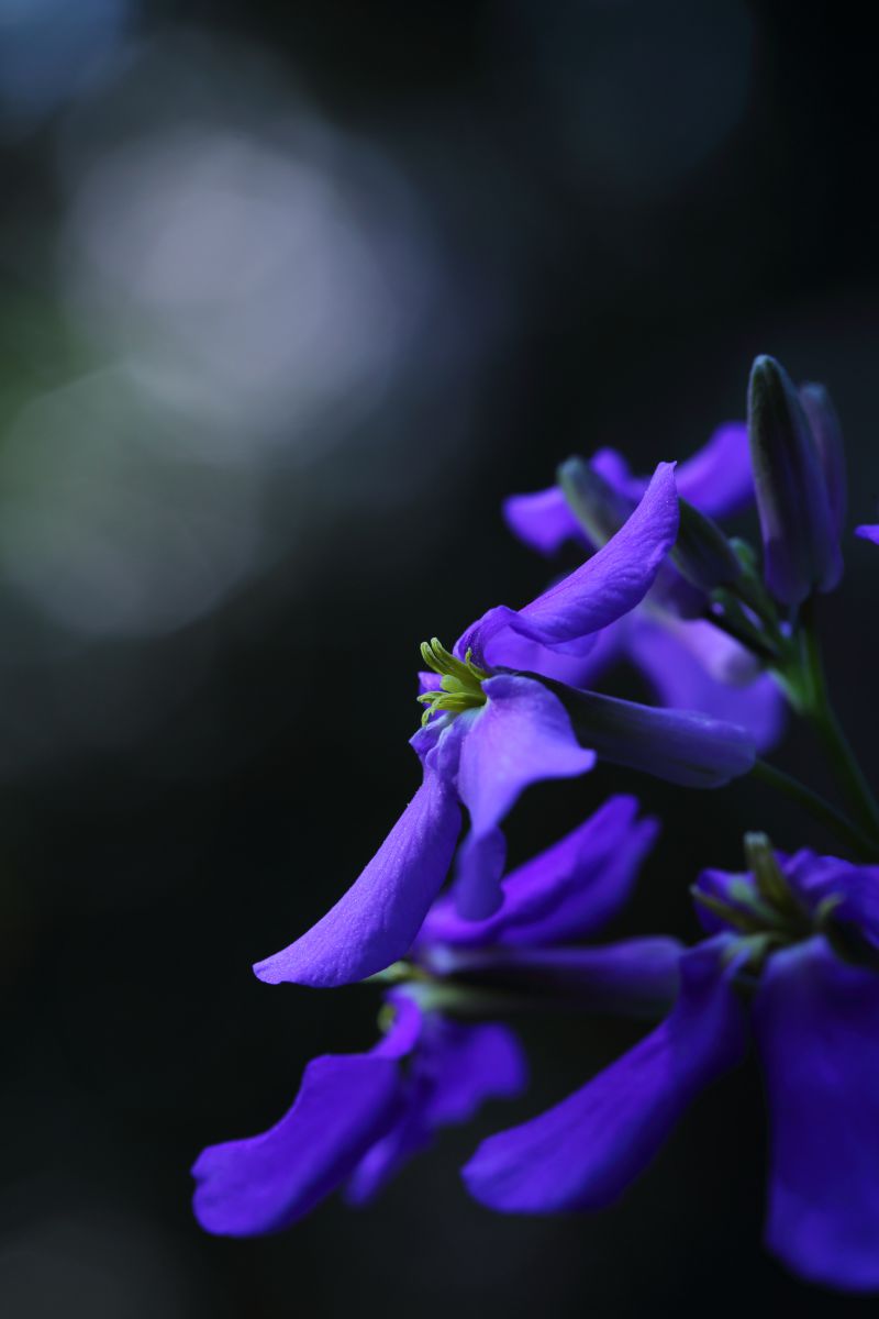 dame's violet | GANREF