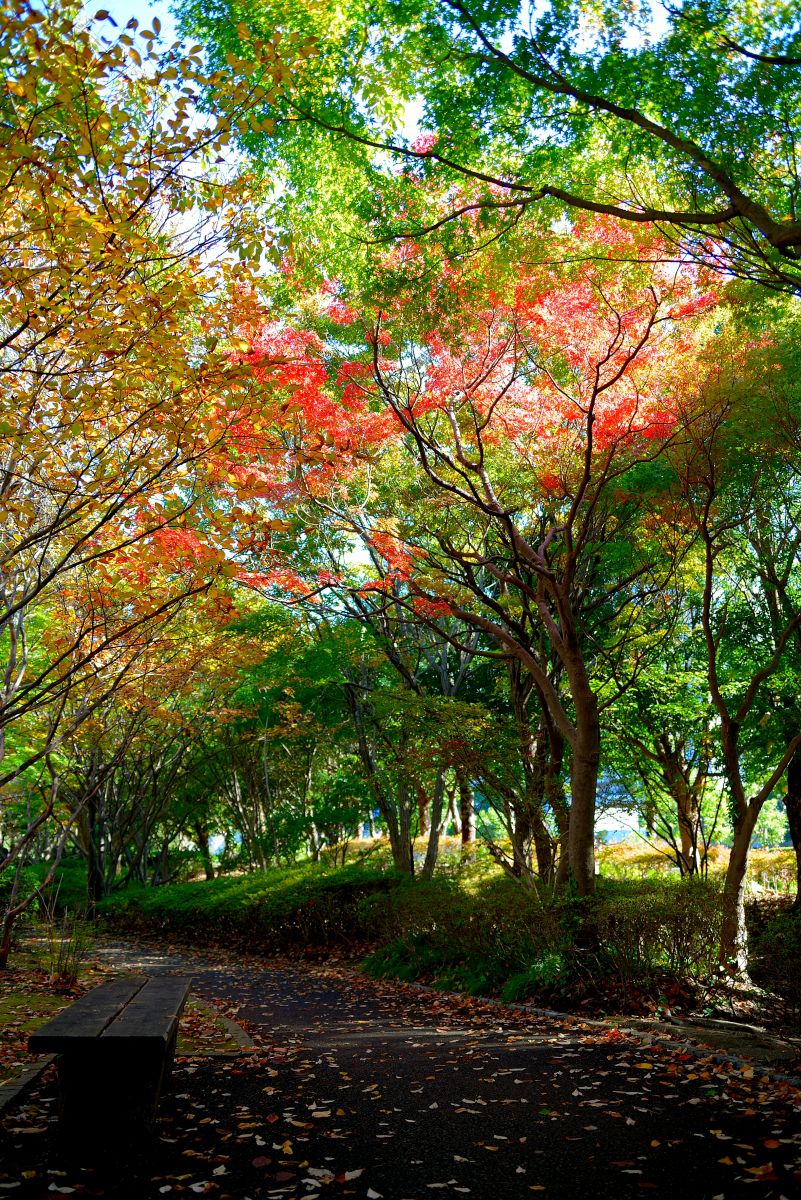 散歩道.JPG | GANREF