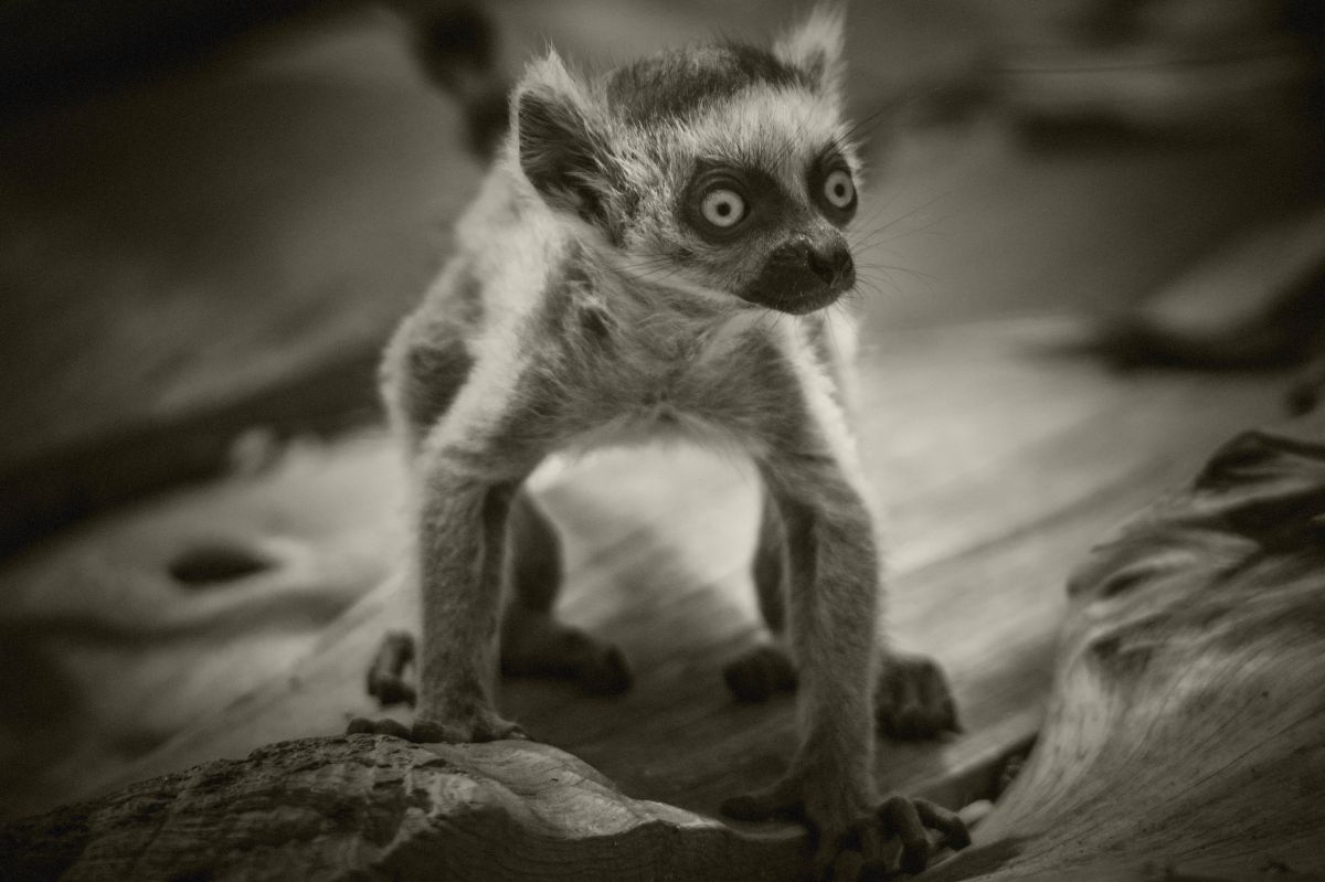 Wow! Alien? | GANREF