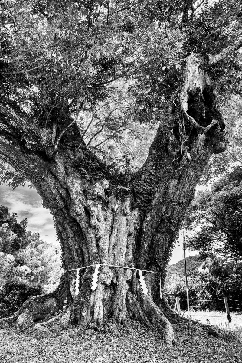 Sacred tree | GANREF
