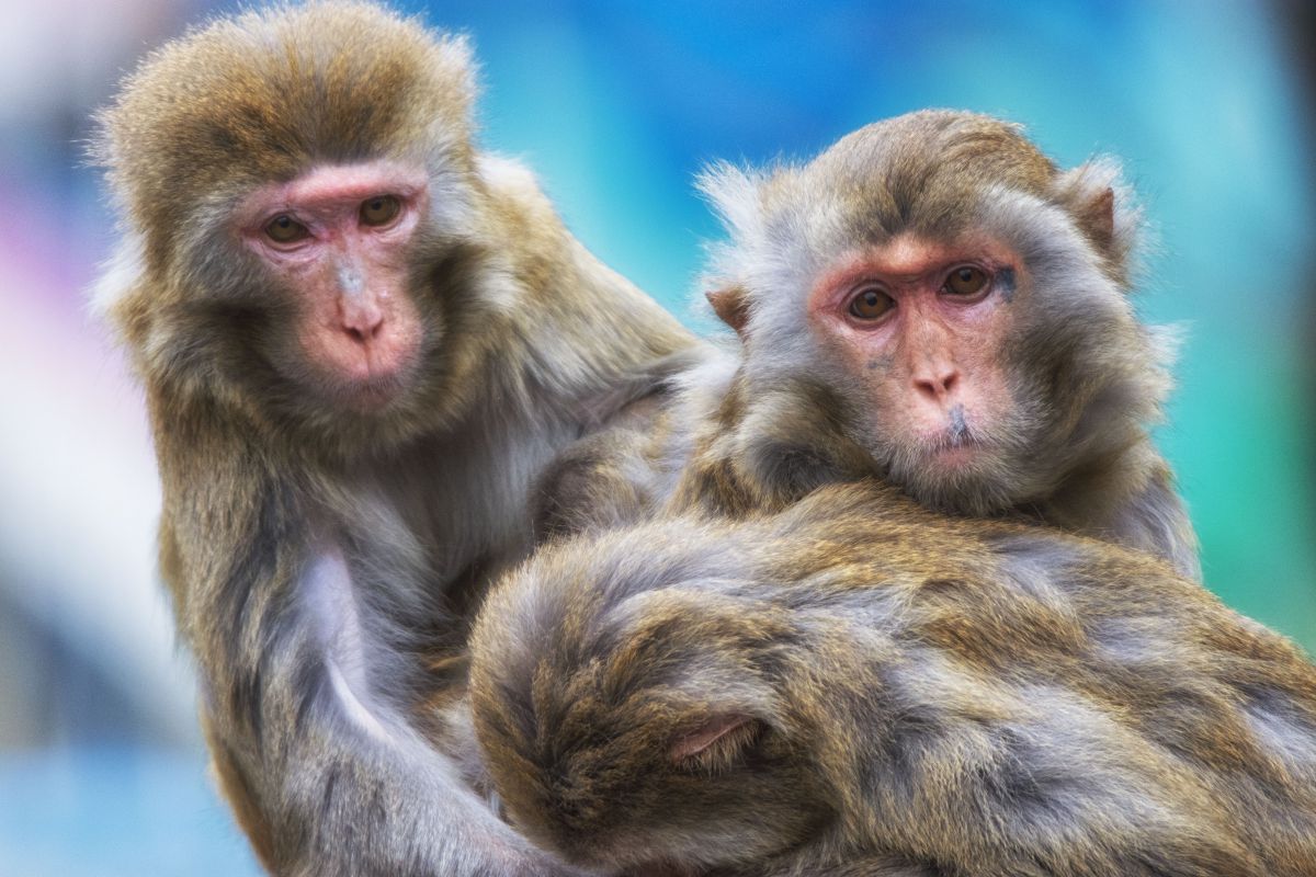 Gaudy monkeys | GANREF