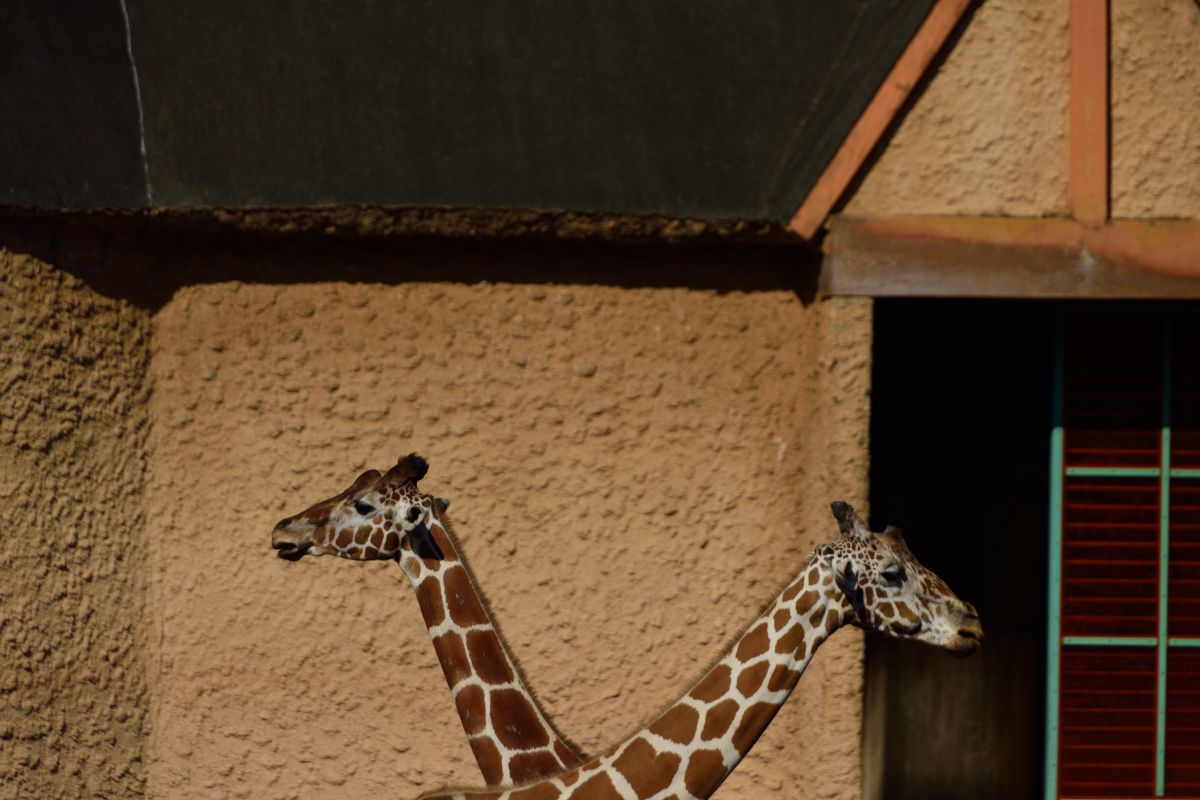 Formation”V” | GANREF