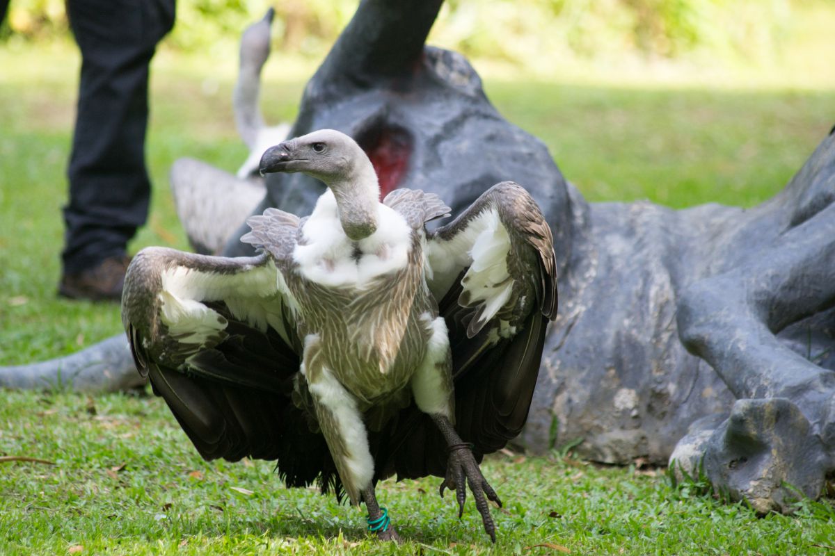 ハゲタカ | GANREF