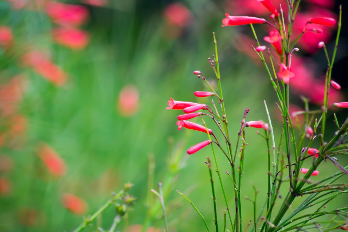 Firecracker Plant | GANREF