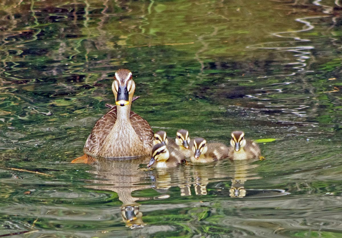 記念写真 | GANREF