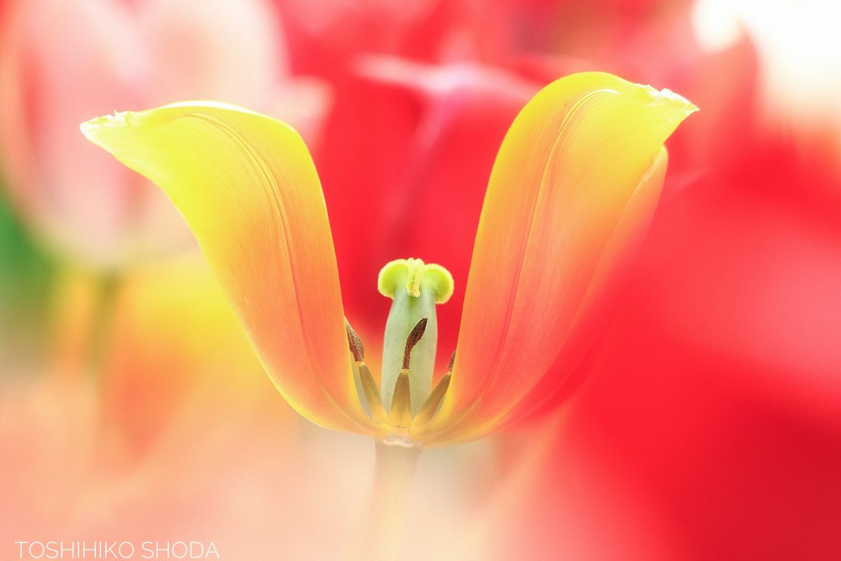 Tulip | GANREF