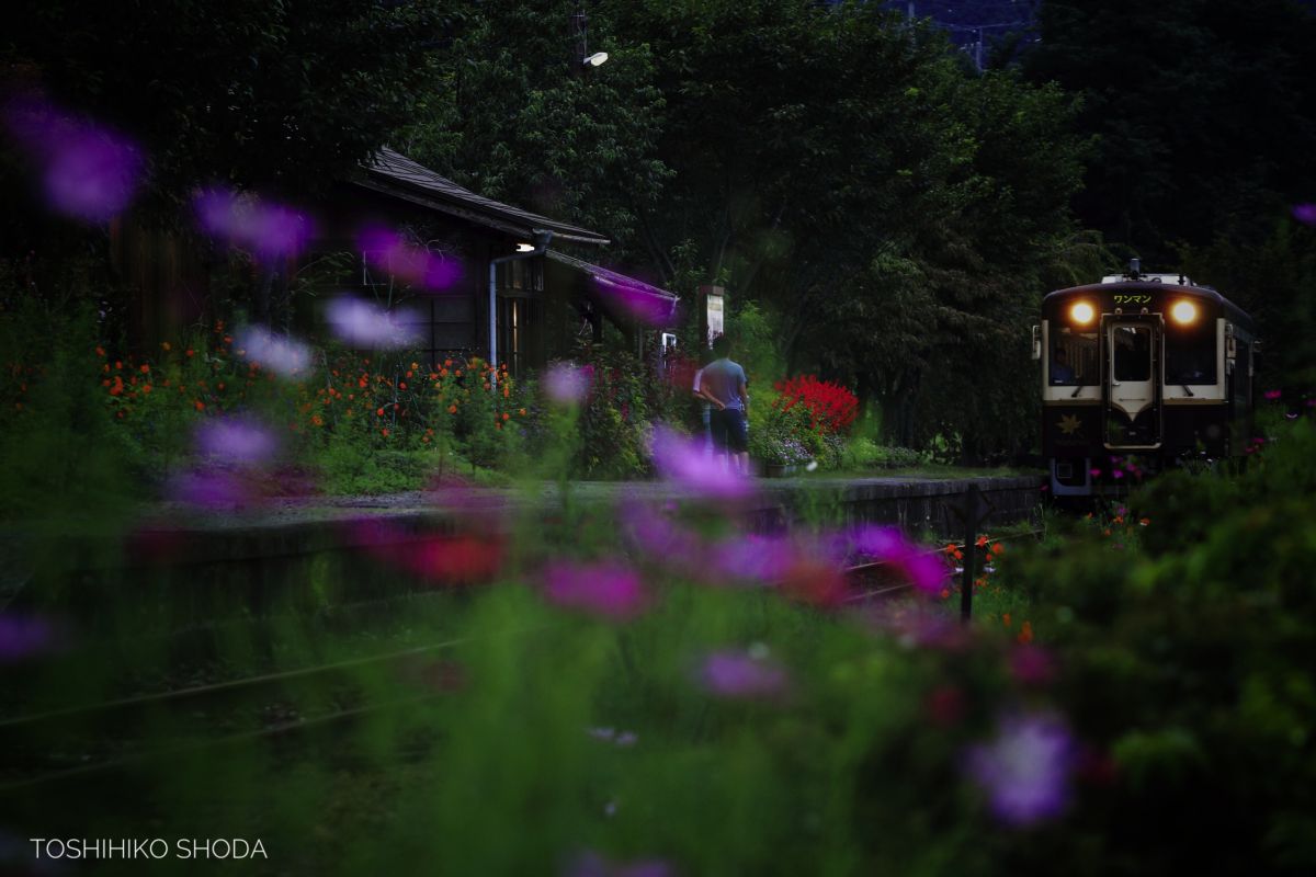 秋桜 上神梅駅 | GANREF