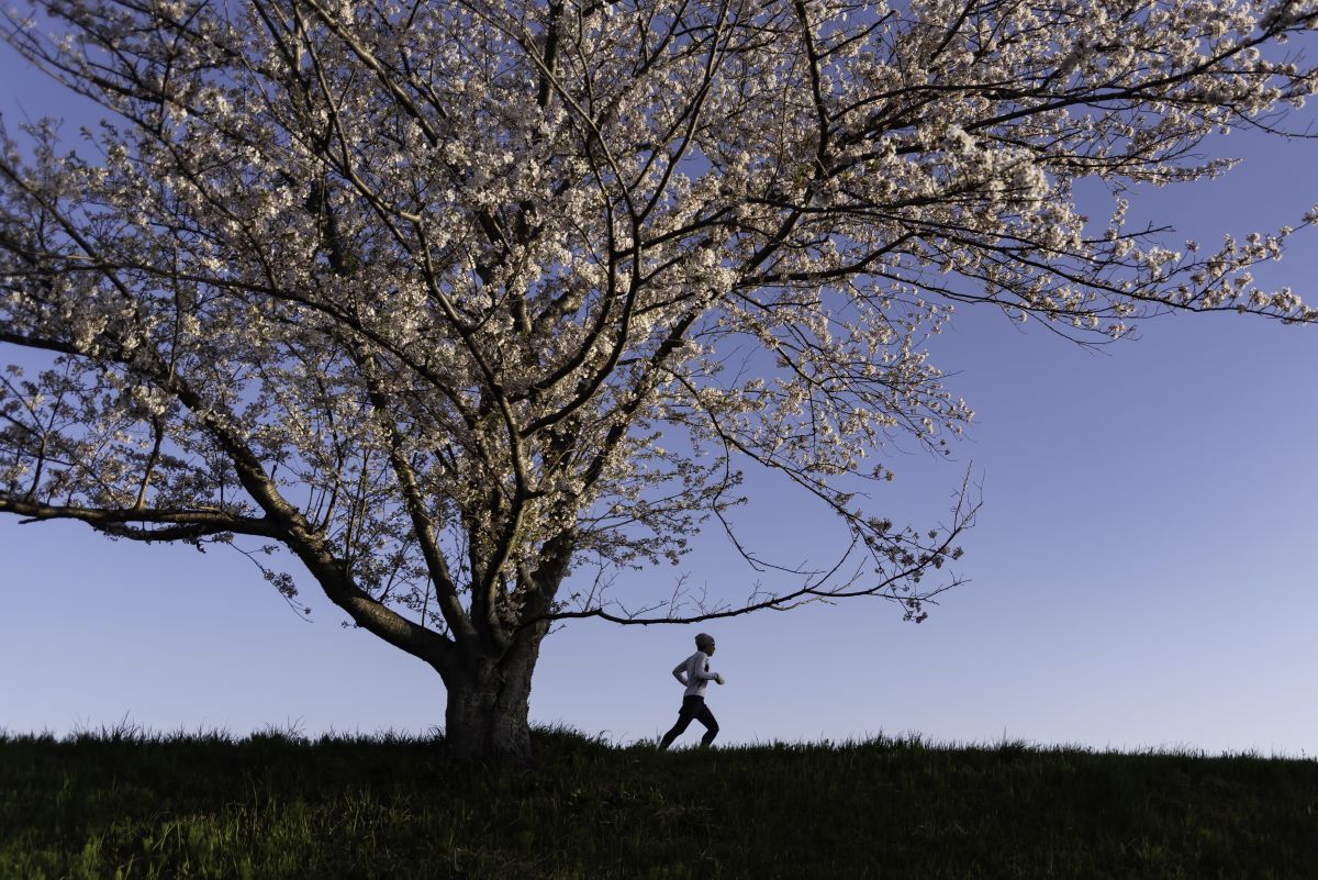 SAKURA RUNNER | GANREF