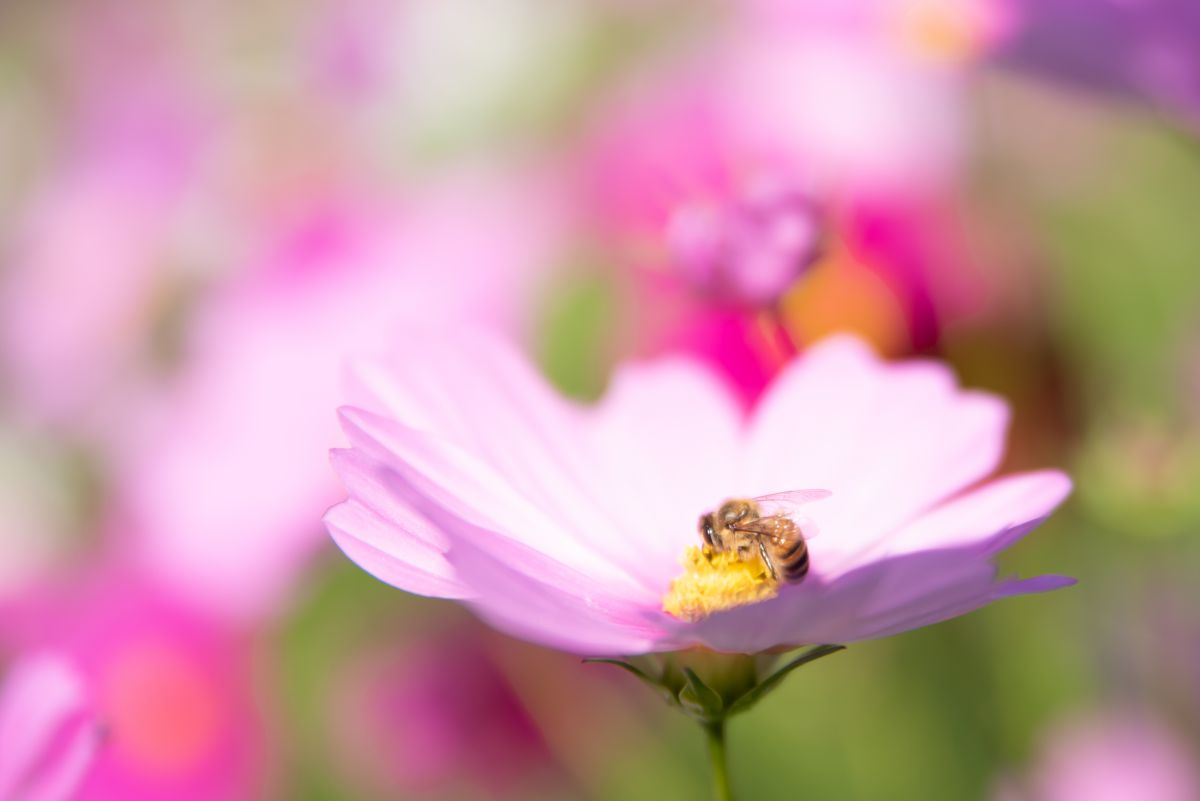 Cosmos & Honey Bee | GANREF