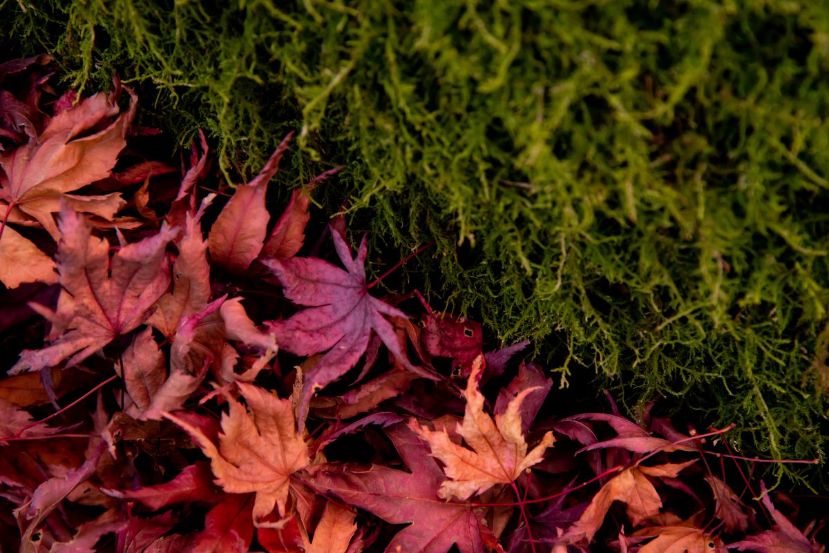 COMPOSITION／RED&GREEN | GANREF