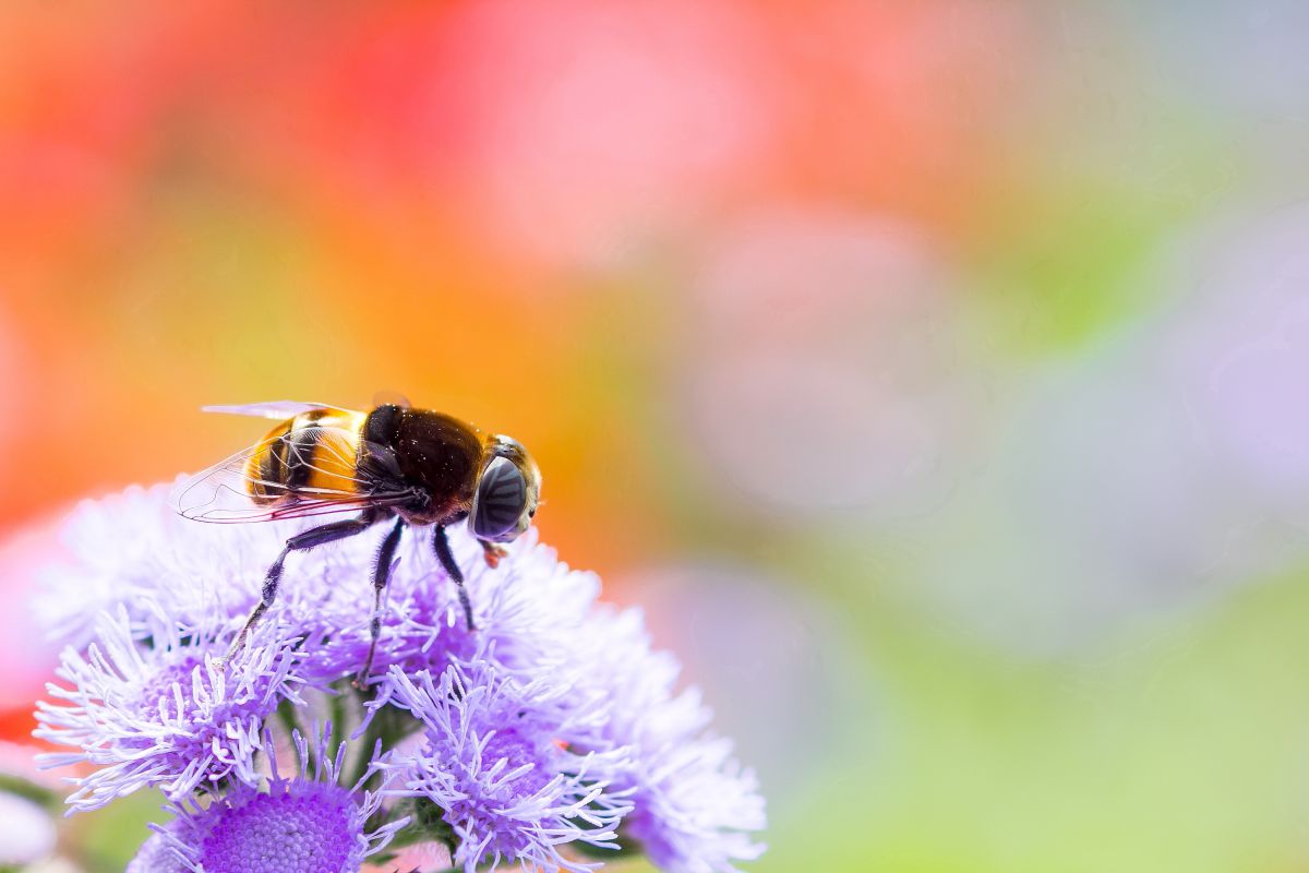 It's A Beautiful Day | GANREF