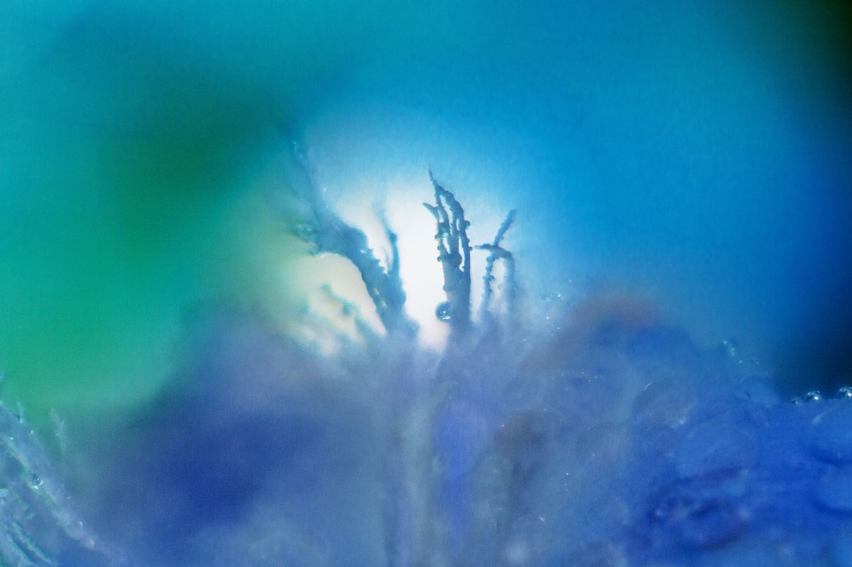 (I Can't Get No) Satisfaction | GANREF