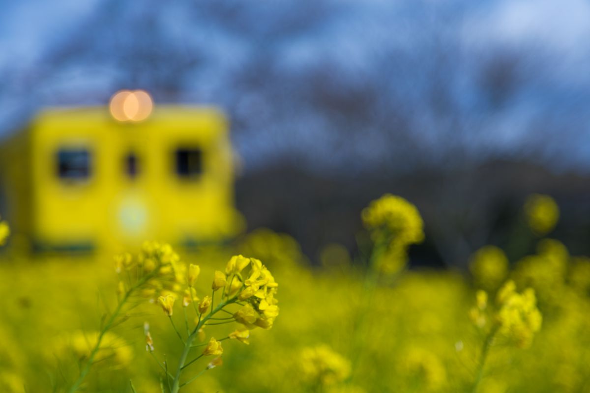 菜の花に揺られて | GANREF