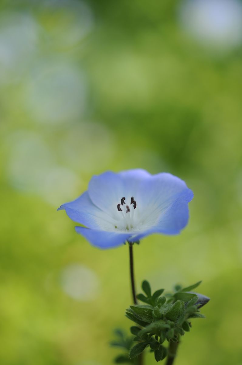 ネモフィラの笑顔 | GANREF