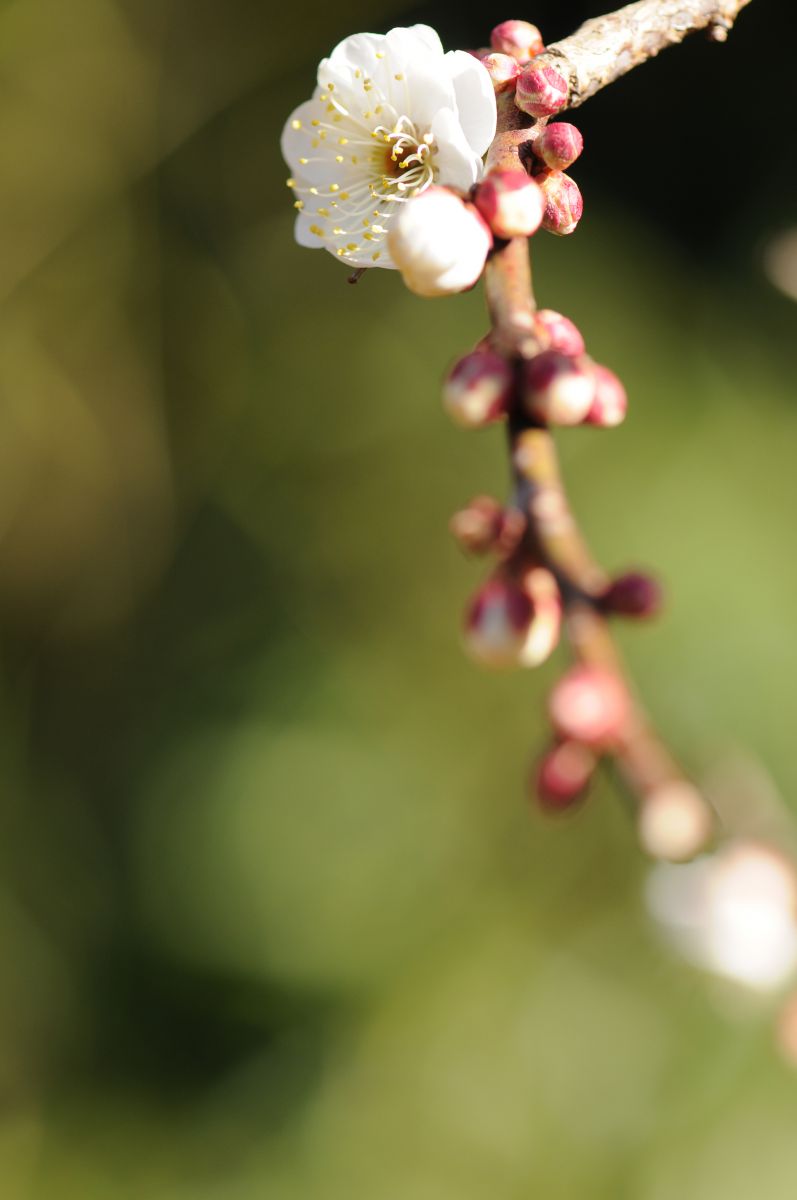 一輪やさしく | GANREF