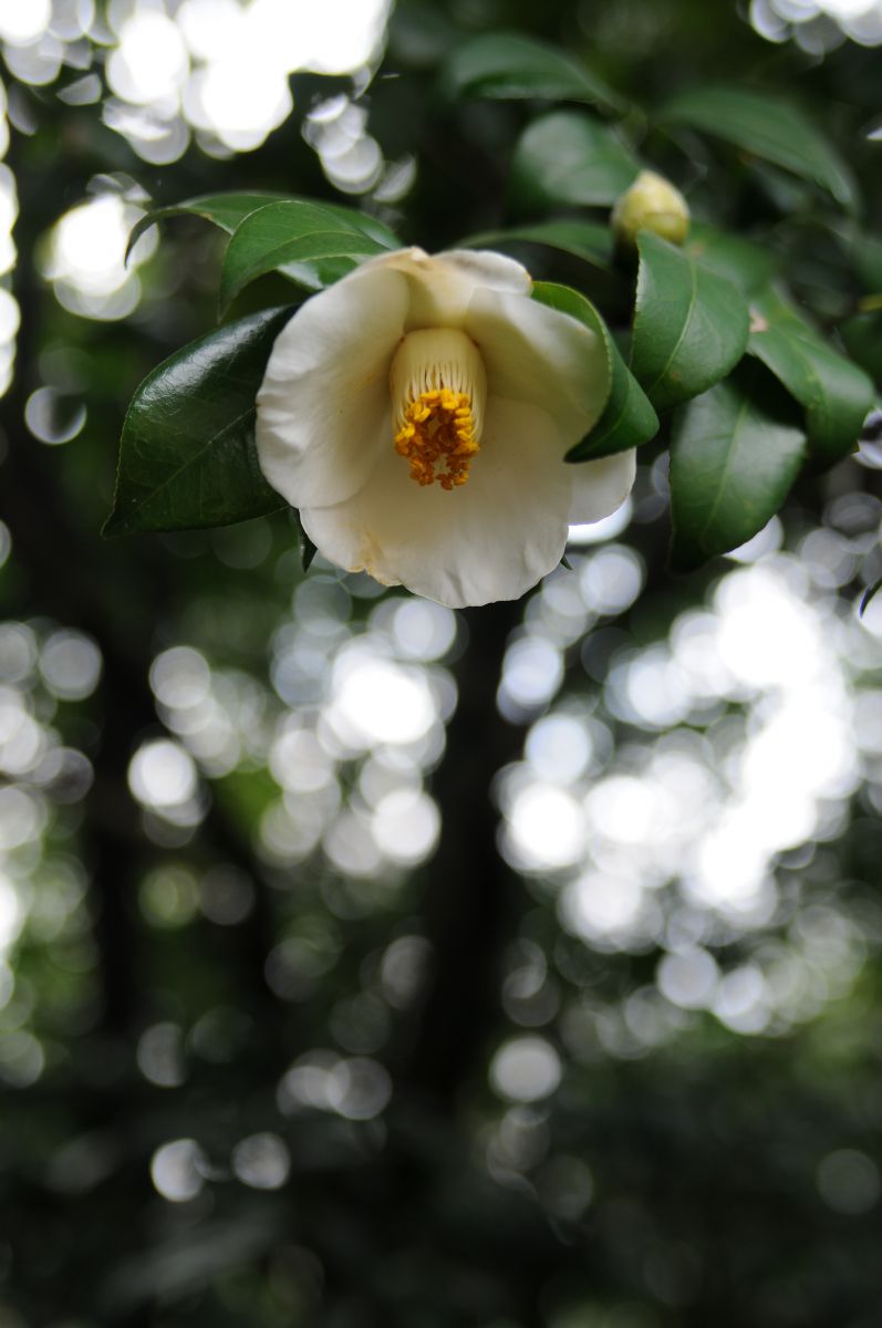 きらきらの中に | GANREF