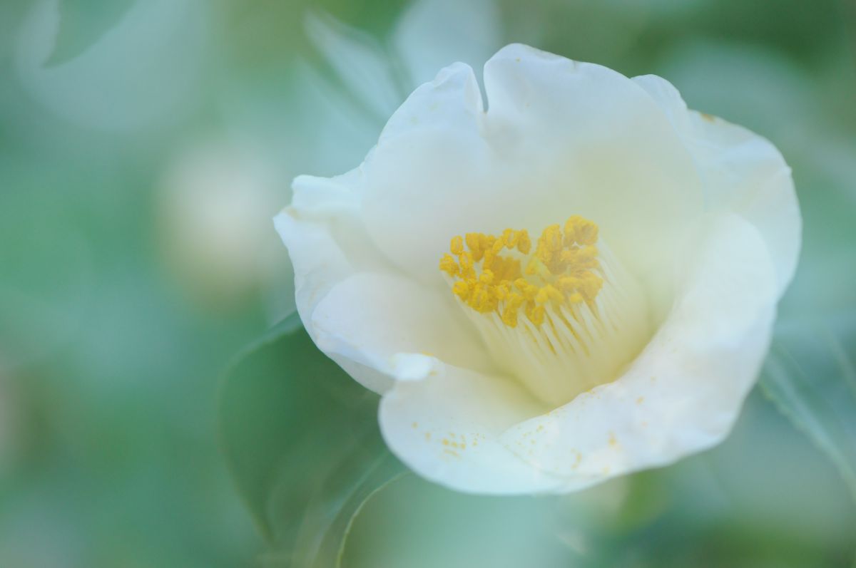 儚くも美しく | GANREF