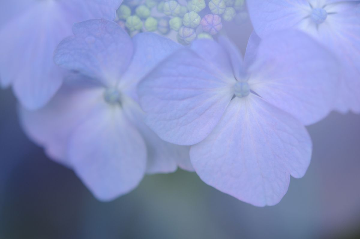 君は優しく微笑む | GANREF