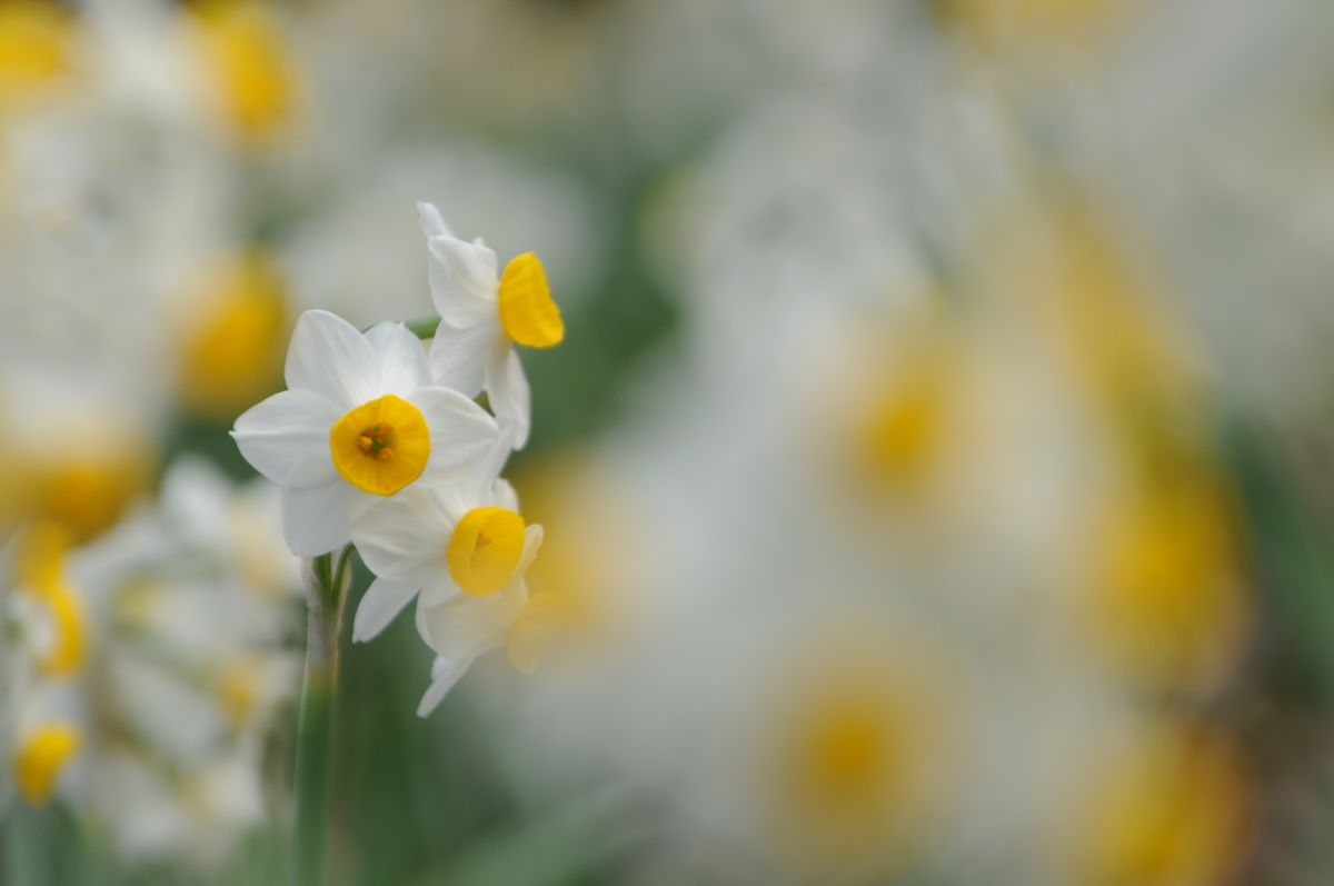 ふりむいた君 | GANREF