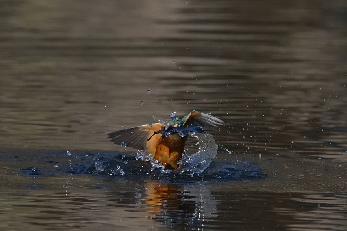 落ち葉？GET_31JAN16 | GANREF