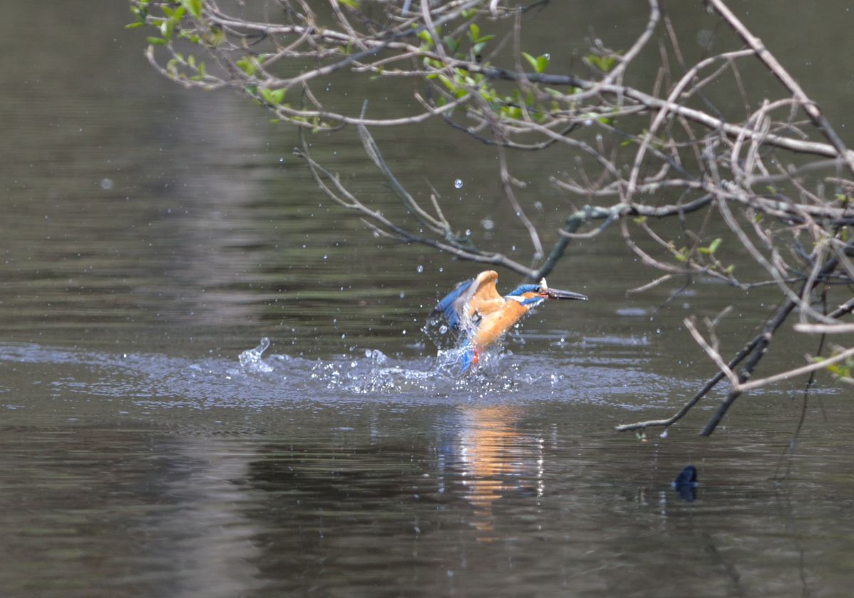 DSC_5603.JPG | GANREF