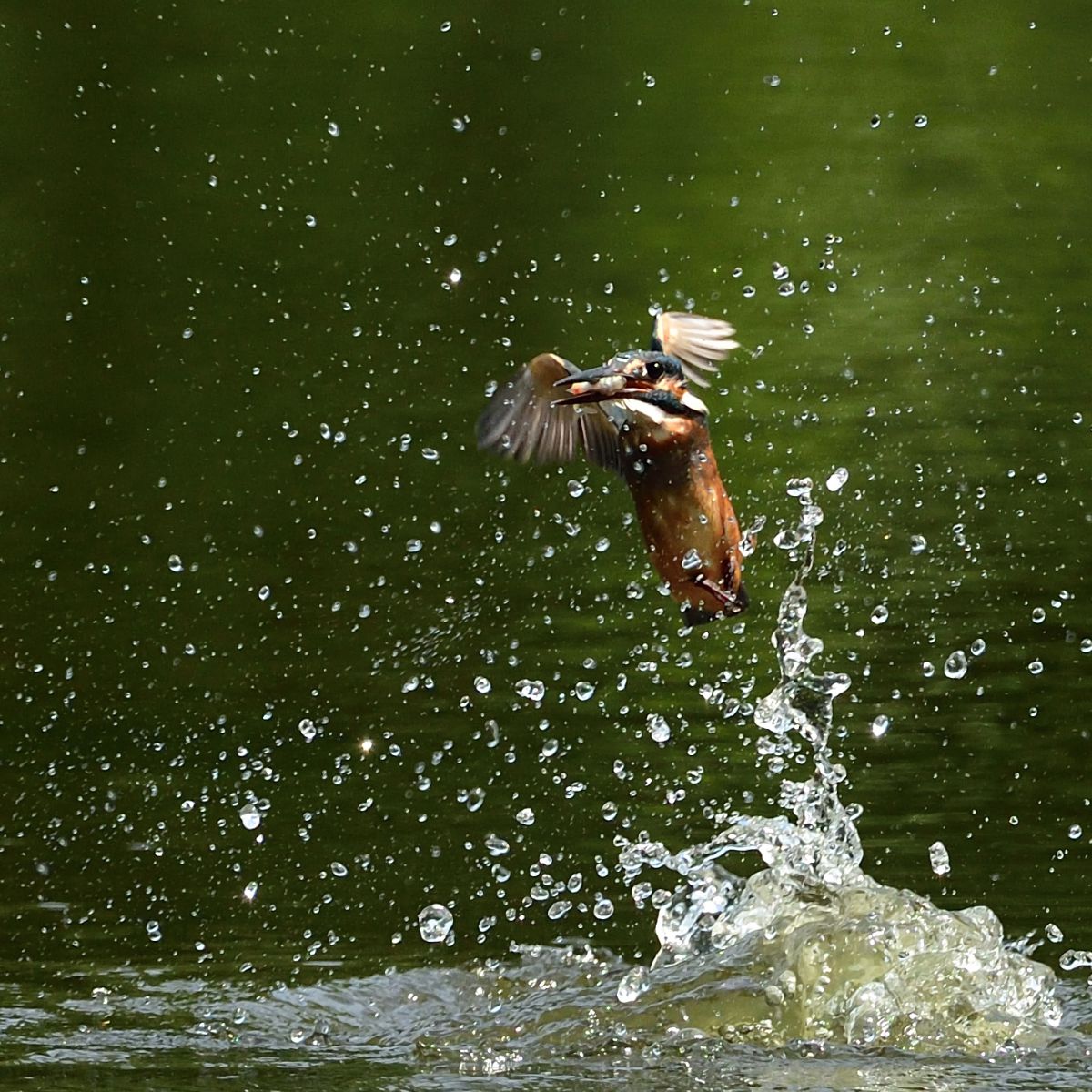お魚GET_10JUL16 | GANREF