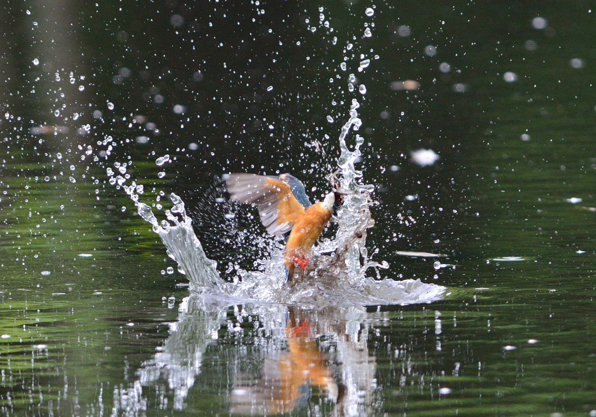 浅瀬でお魚GET_24MAY15.JPG | GANREF