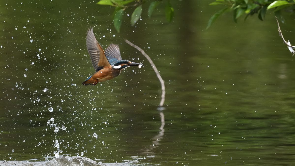 やったーお魚GET_26JUN16 | GANREF