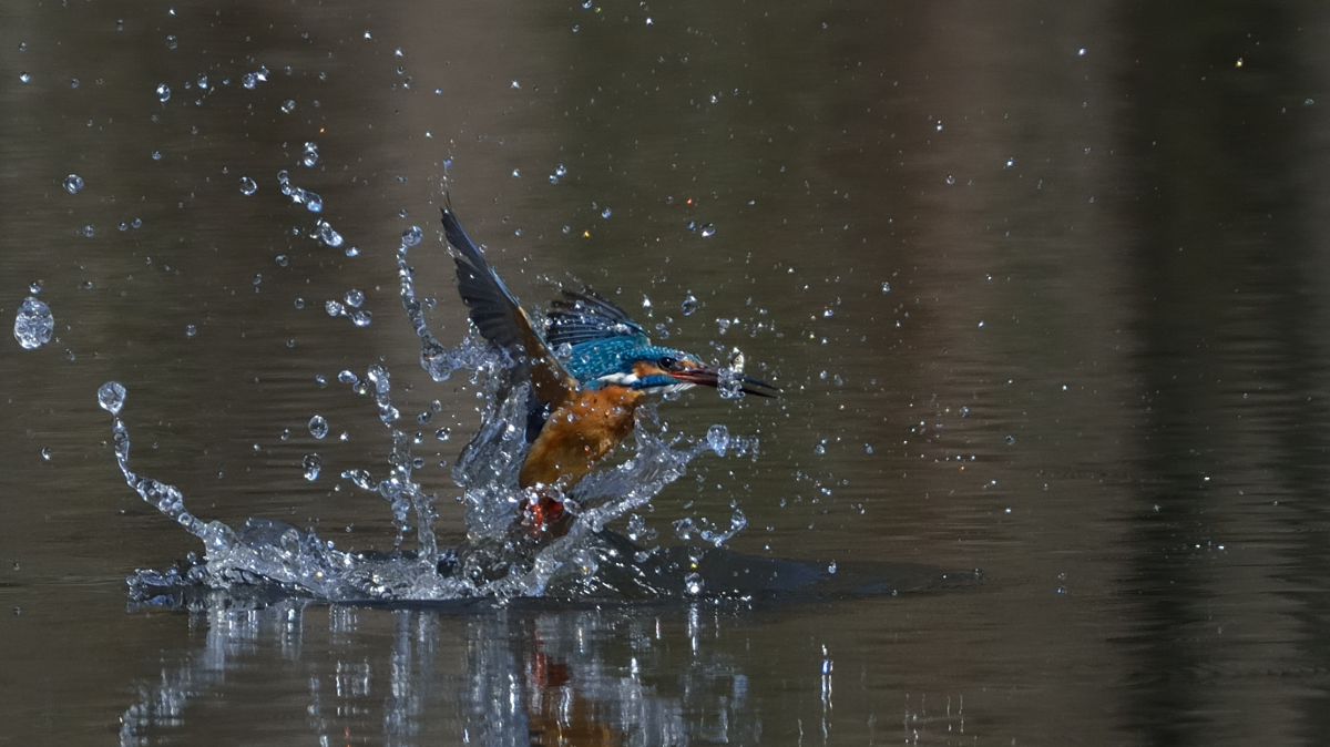 お魚GET_26MAR16 | GANREF