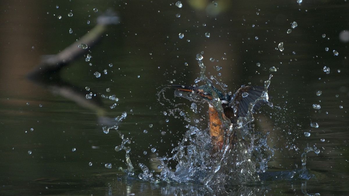 お魚GET_10SEP17 | GANREF